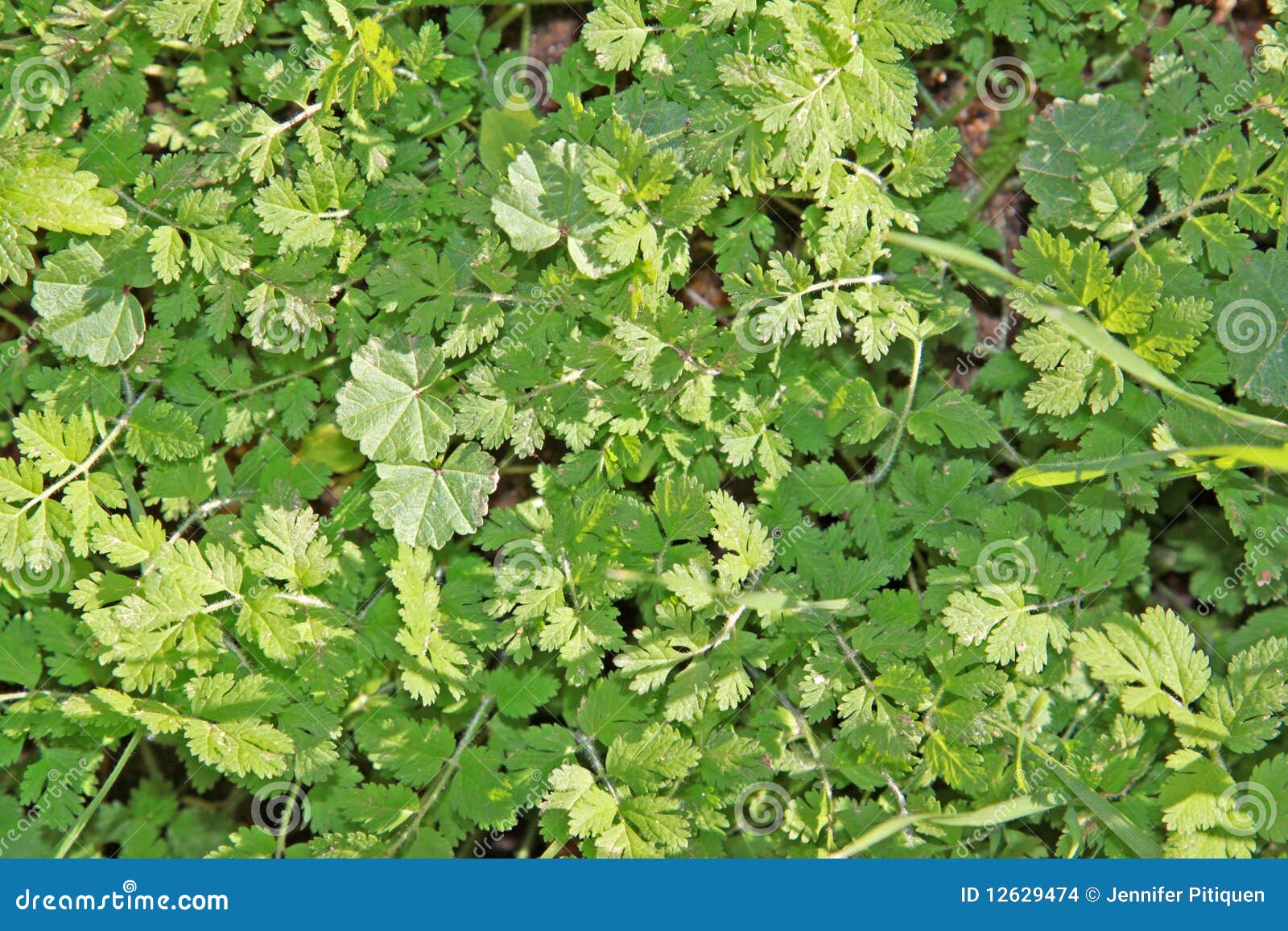 Ground Cover Growing Through Dead Leaves Royalty-Free Stock Image ...