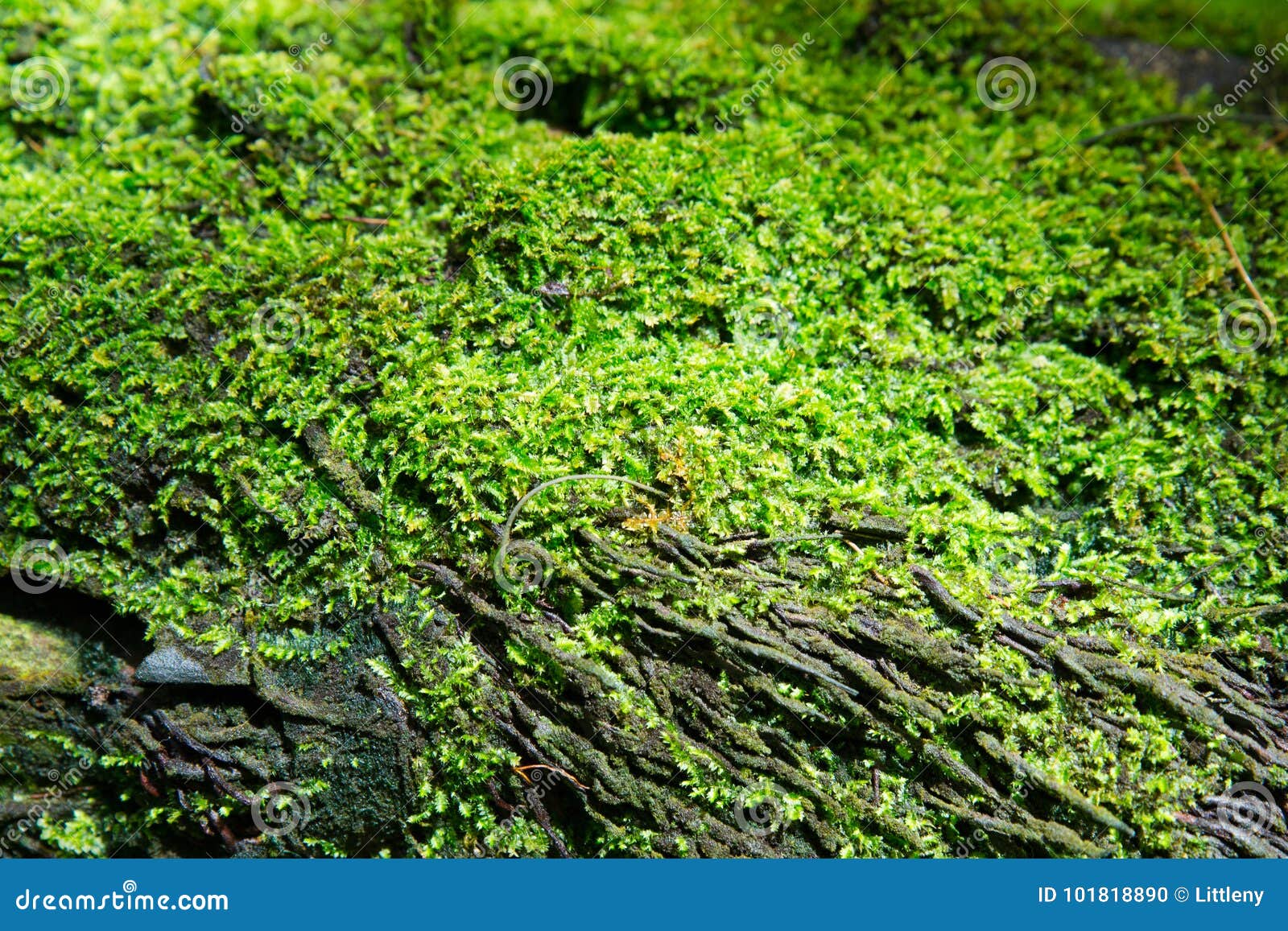 Ground Cover stock photo. Image of close, environment - 101818890