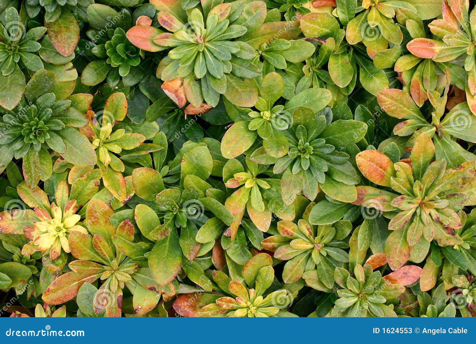 Ground Cover Growing Through Dead Leaves Royalty-Free Stock Image ...