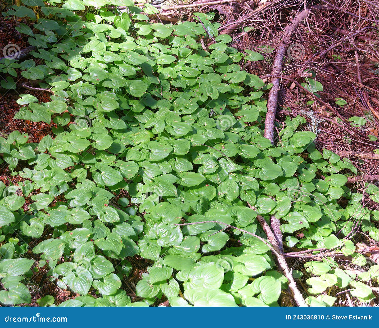 Ground Cover on Forest Floor Stock Photo - Image of plant, cover: 243036810