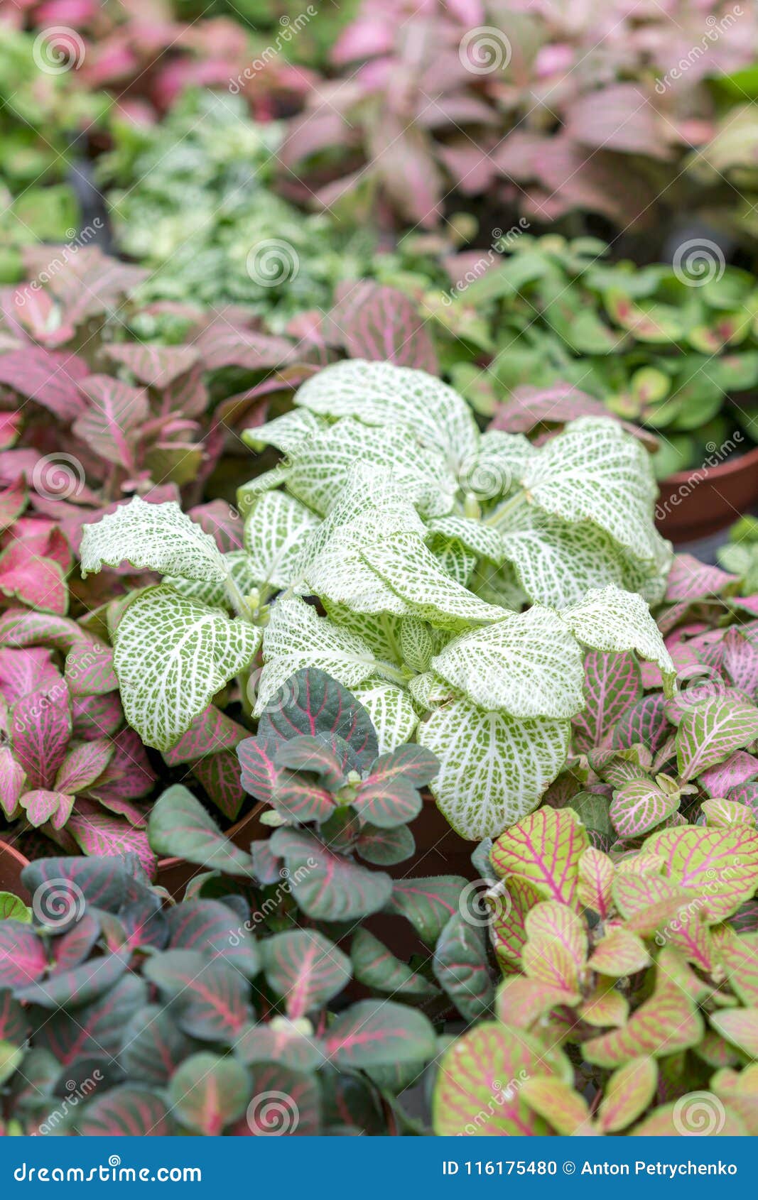 Ground Cover Plants. Plants with Colorful Leaves Stock Photo - Image of ...