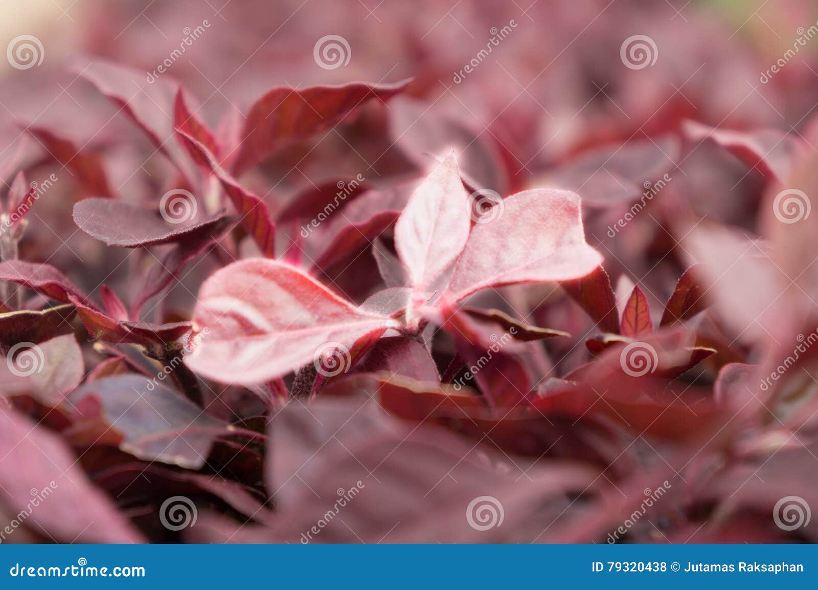 Ground Cover Plants are Dark Red. Stock Photo - Image of fall, edge ...