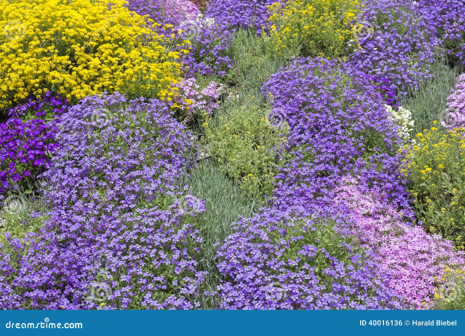 Ground Cover Plants in Spring Stock Photo - Image of caucasica, ground ...