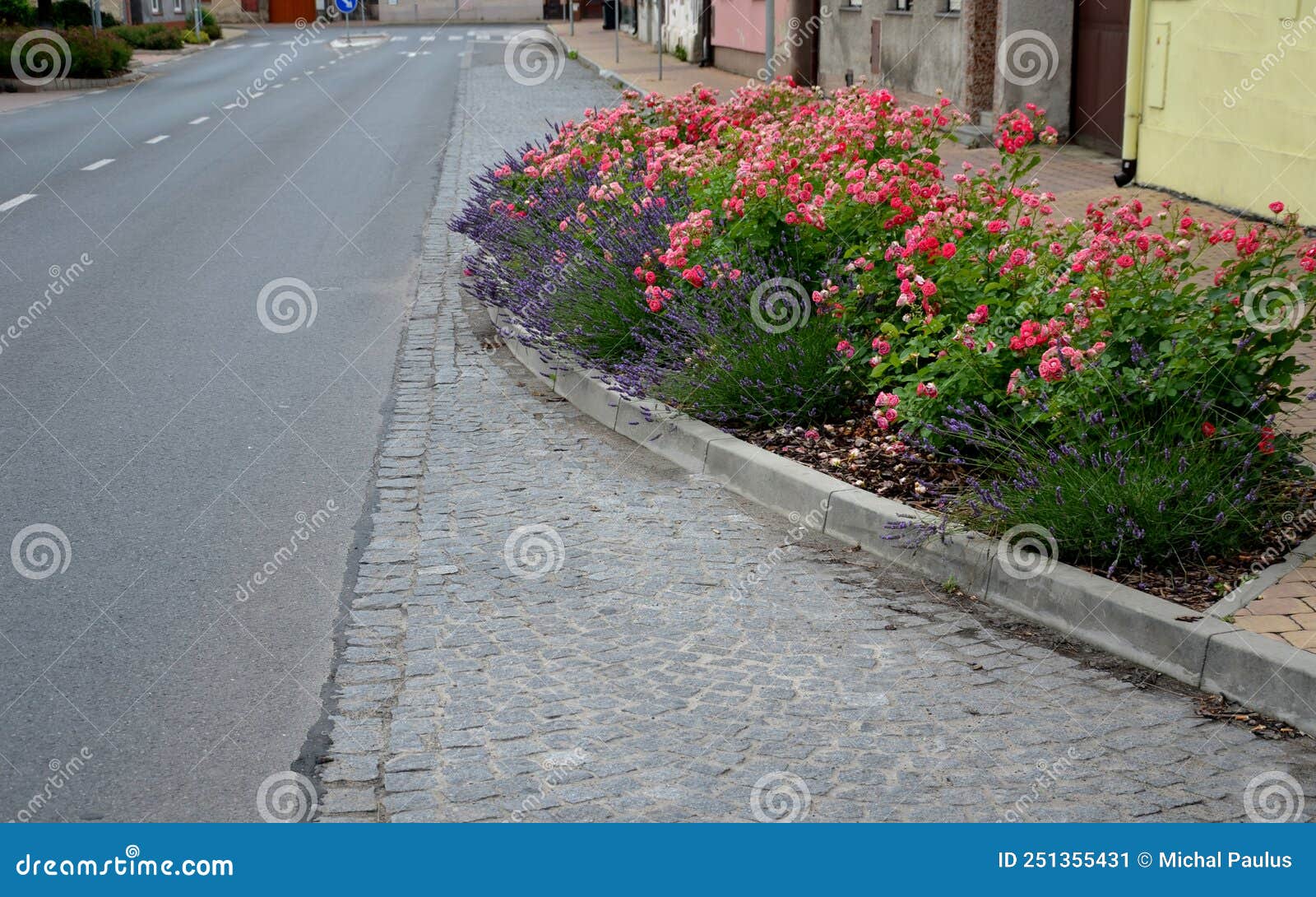 Ground Cover Roses are Characterized by a Compact Low Growth. Shoots ...