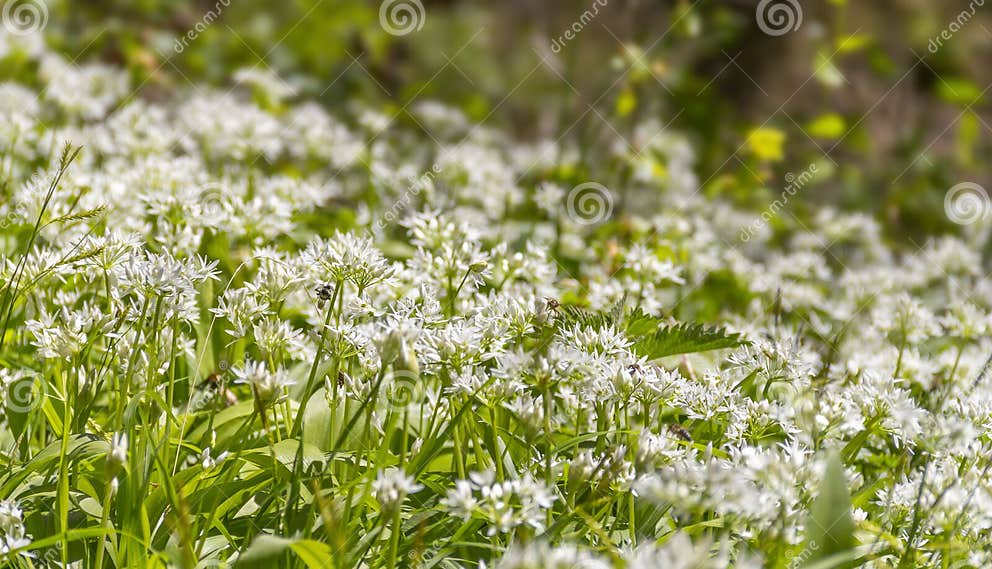Ground cover vegetation stock image. Image of time, herb - 93993261