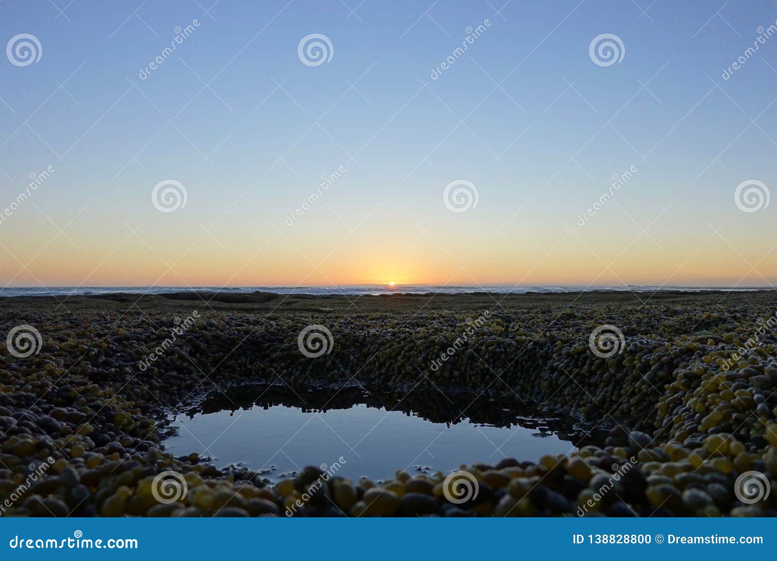 Ground Covered with Algae and Small Puddle during Low Tide at Point ...