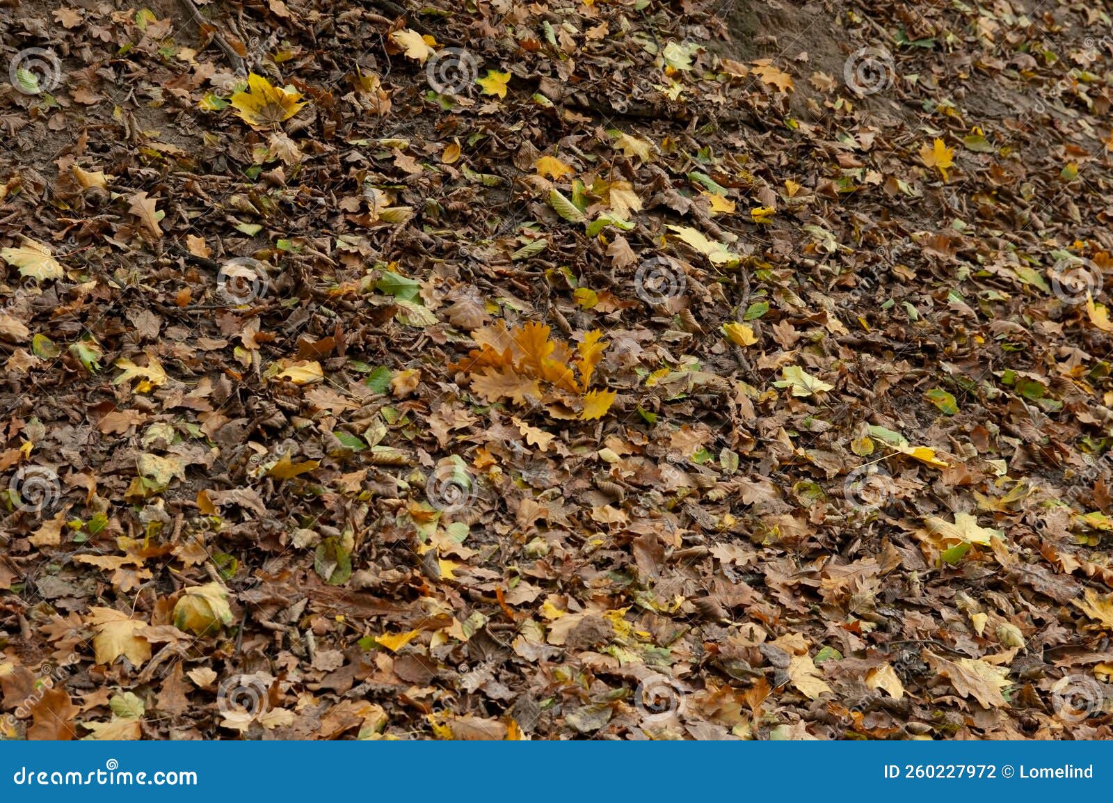The Ground is Covered with Autumn Leaves Stock Photo - Image of country ...