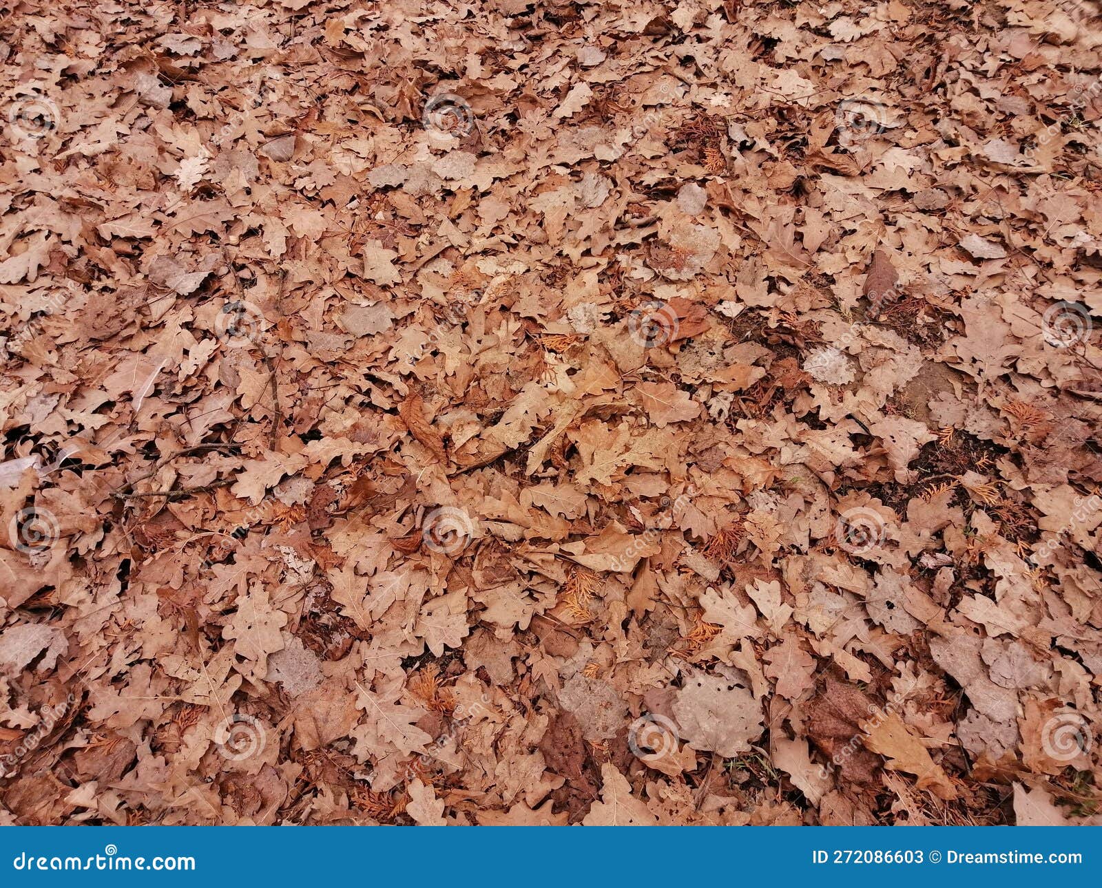 Forest Ground with Fallen Brown Leaves Stock Image - Image of ...