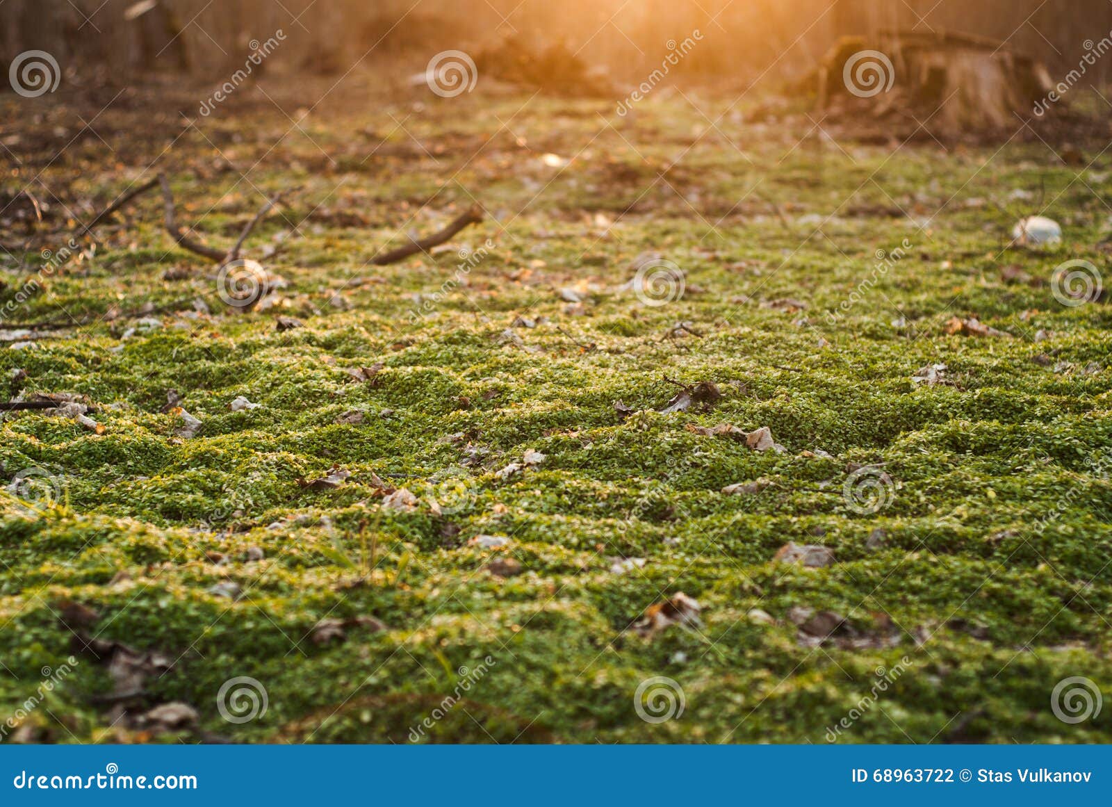 The Ground is Covered with Fresh Greenery, Sunshine, Stock Photo ...