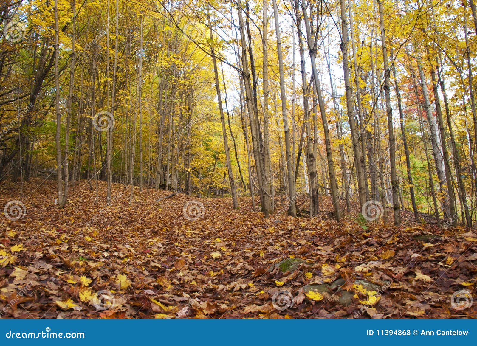 Ground Covered with Golden Autumn Leaves Stock Photo - Image of vermont ...