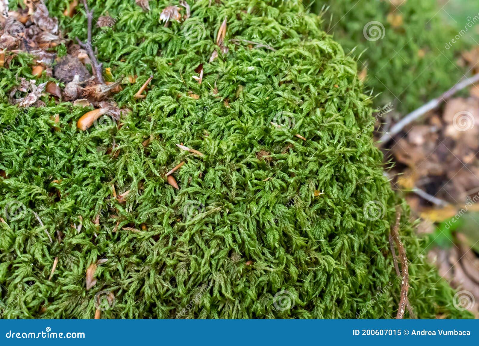 Ground Covered with Green Moss Close Up Stock Image - Image of life ...