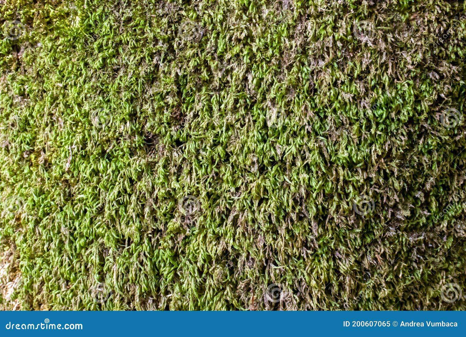 Ground Covered with Green Moss Close Up Stock Image - Image of light ...