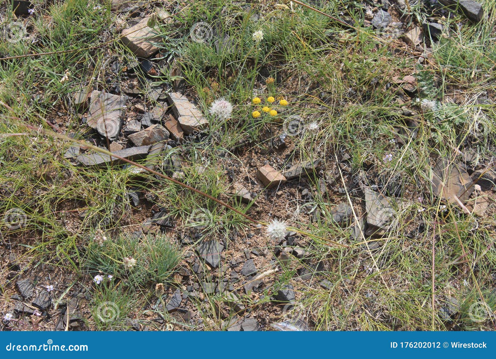 Ground Covered in Greenery and Stones Under the Sunlight at Daytime ...