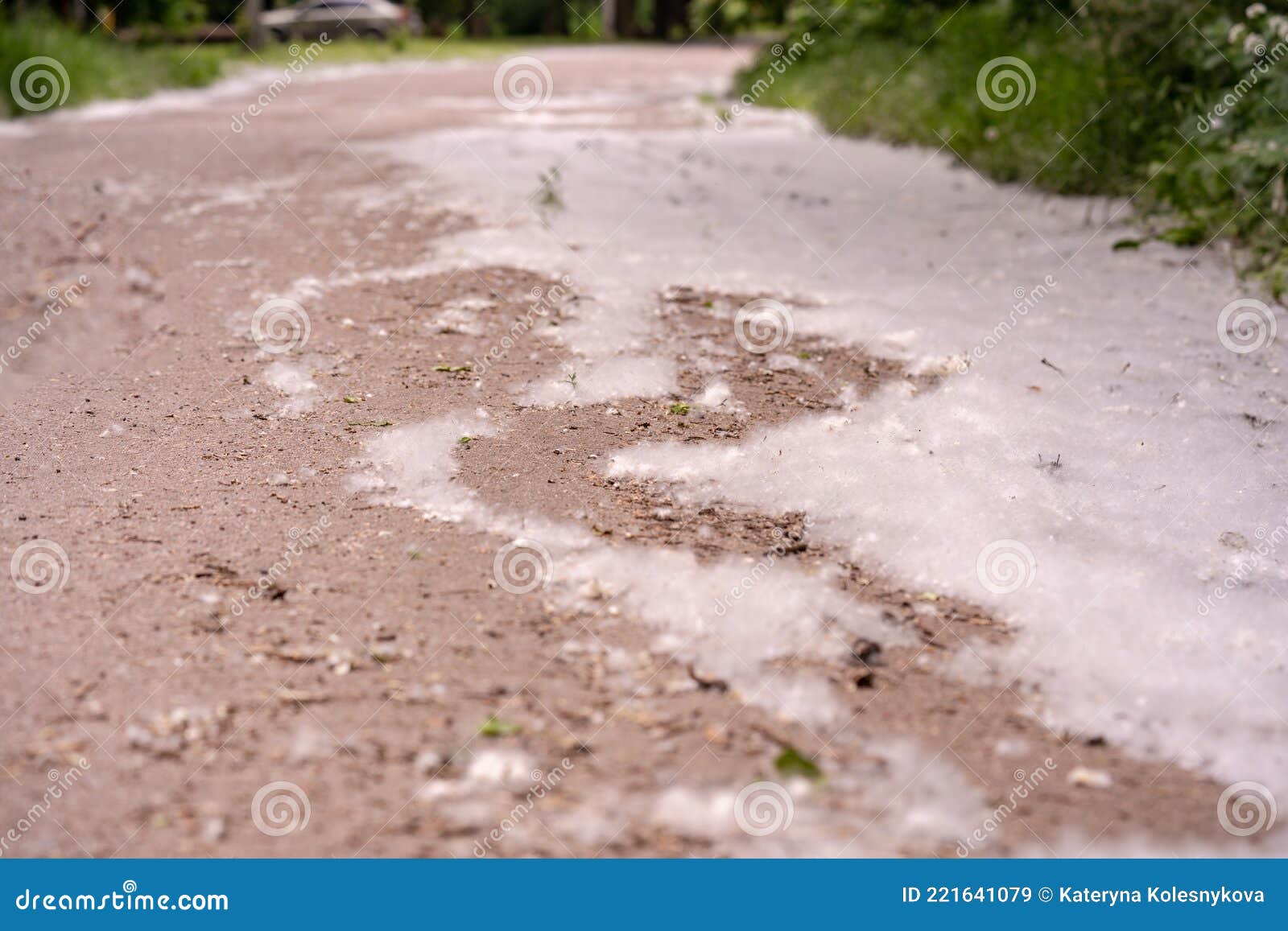 Ground Covered with a Lot of Poplar Fluff Stock Image - Image of grass ...