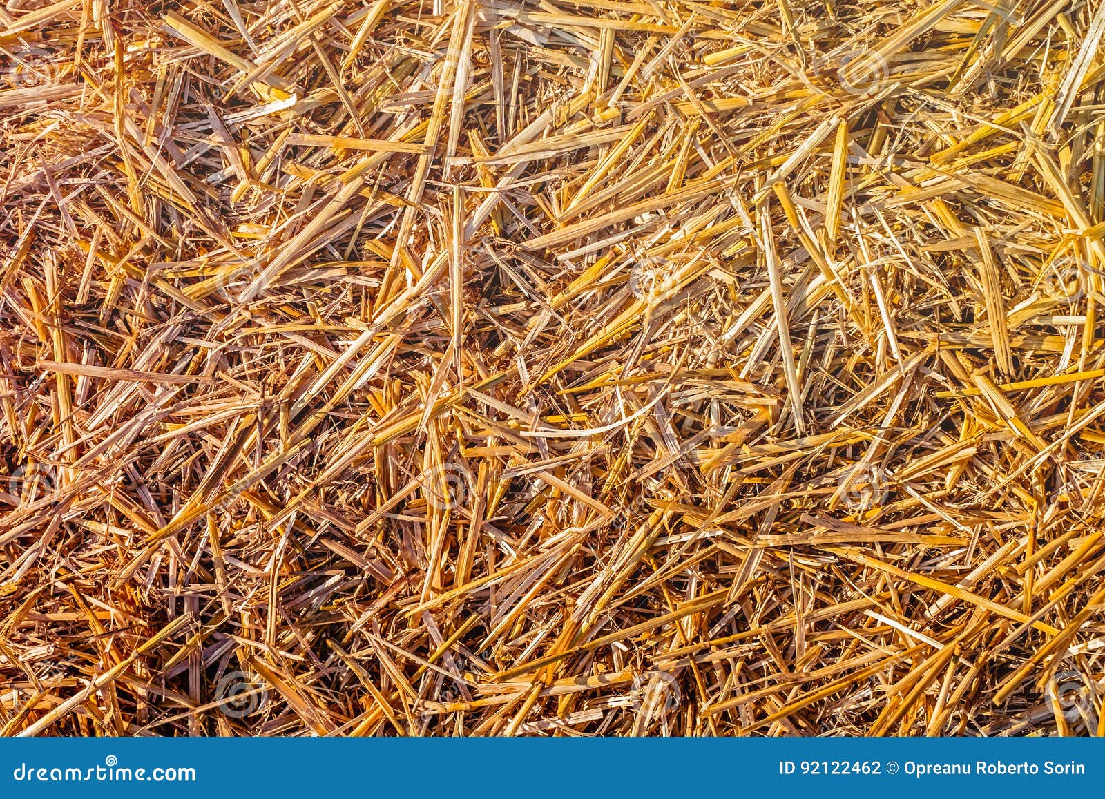 Ground Covered with Mowed Wheat Ears and Straw Stock Photo - Image of ...