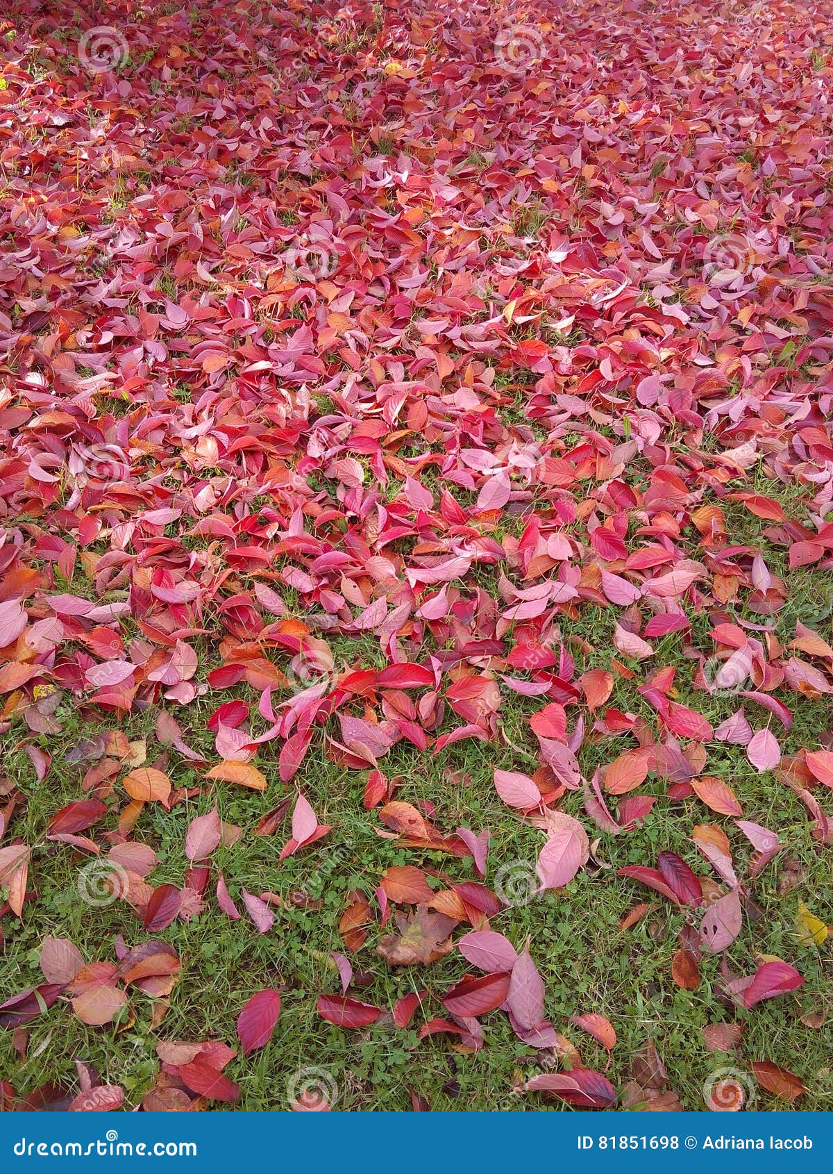 Ground Covered in Red Fallen Leaves Stock Photo - Image of copyspace ...