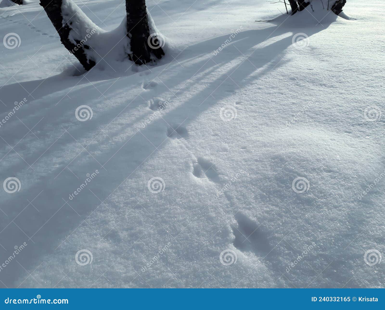 Ground Covered With Snow And Footprints Of A Mouse Or A Common Vole ...