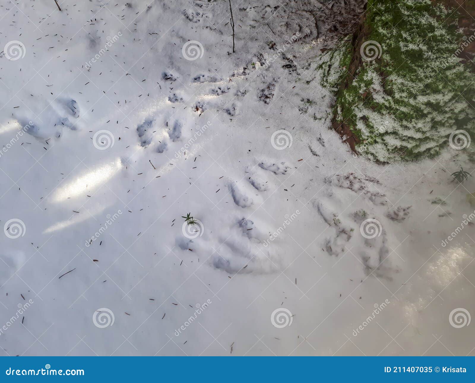 Ground Covered with Snow and Multiple Squirrel Footprints of Four Paws ...