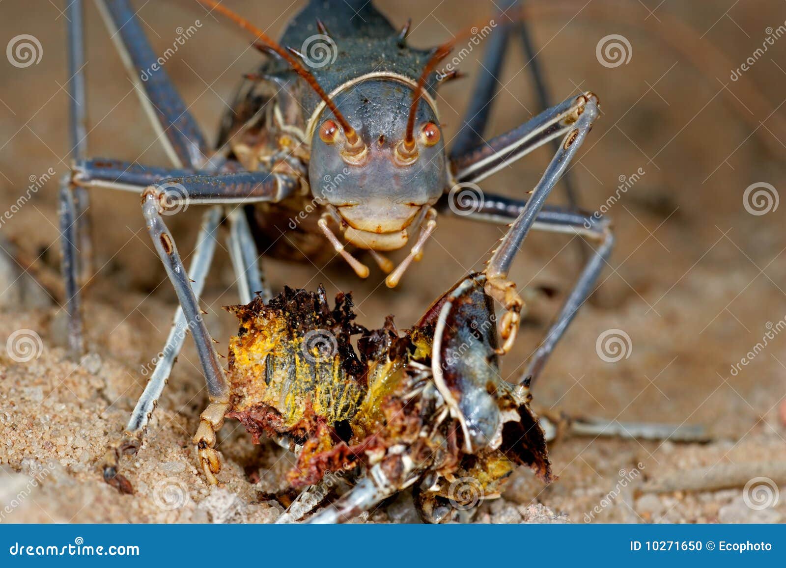 Armoured Ground Cricket, Corn Cricket, Armored Ground Katydid ...