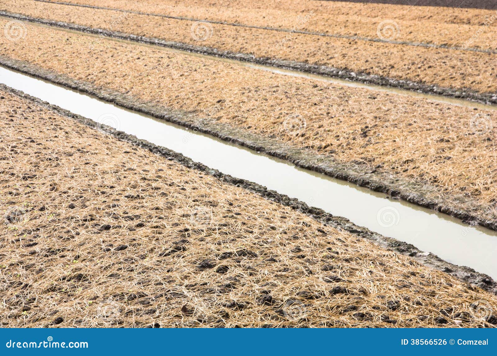 Ground crop stock photo. Image of soil, dirt, cultivated - 38566526