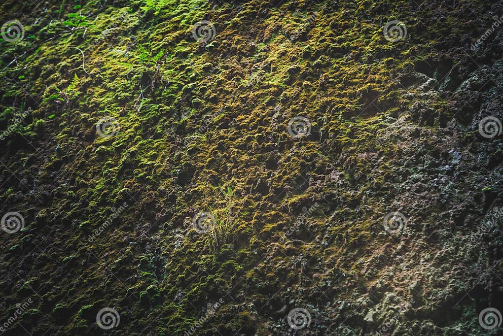 Ground in Cross Section with Green Moss Stock Image - Image of park ...