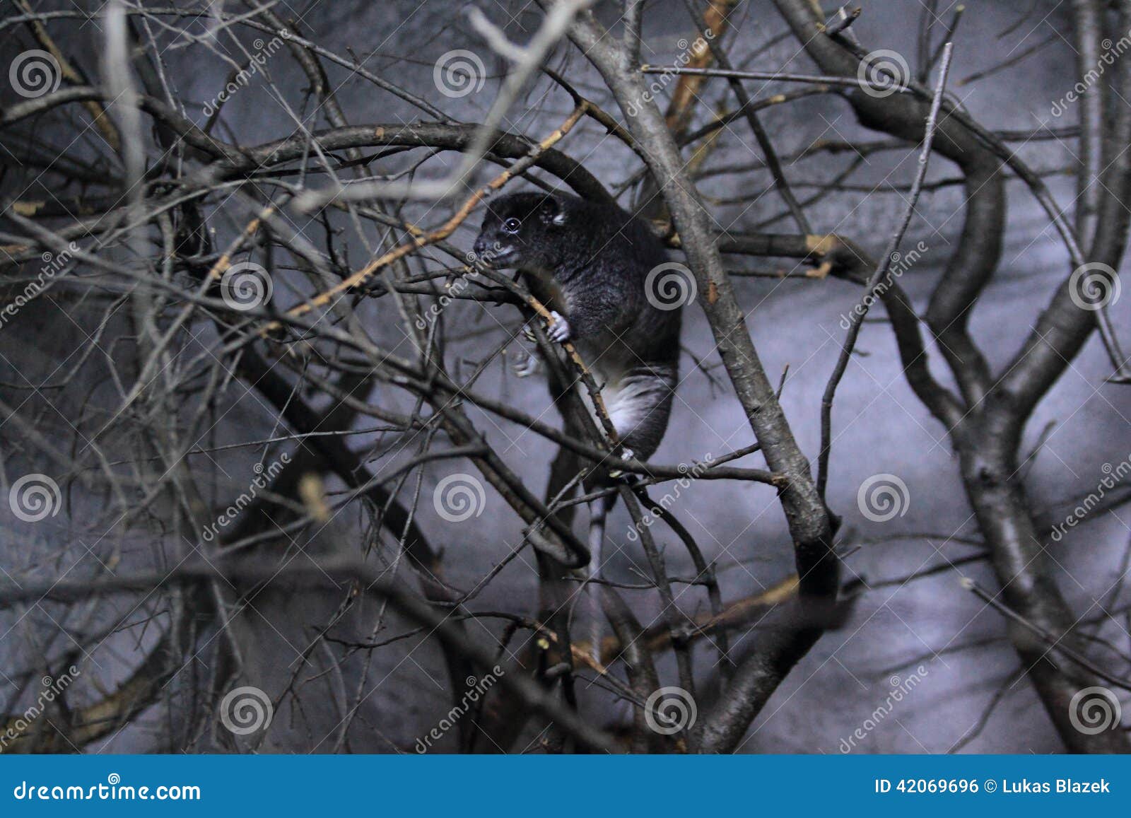 Ground cuscus stock photo. Image of phalanger, mammal - 42069696
