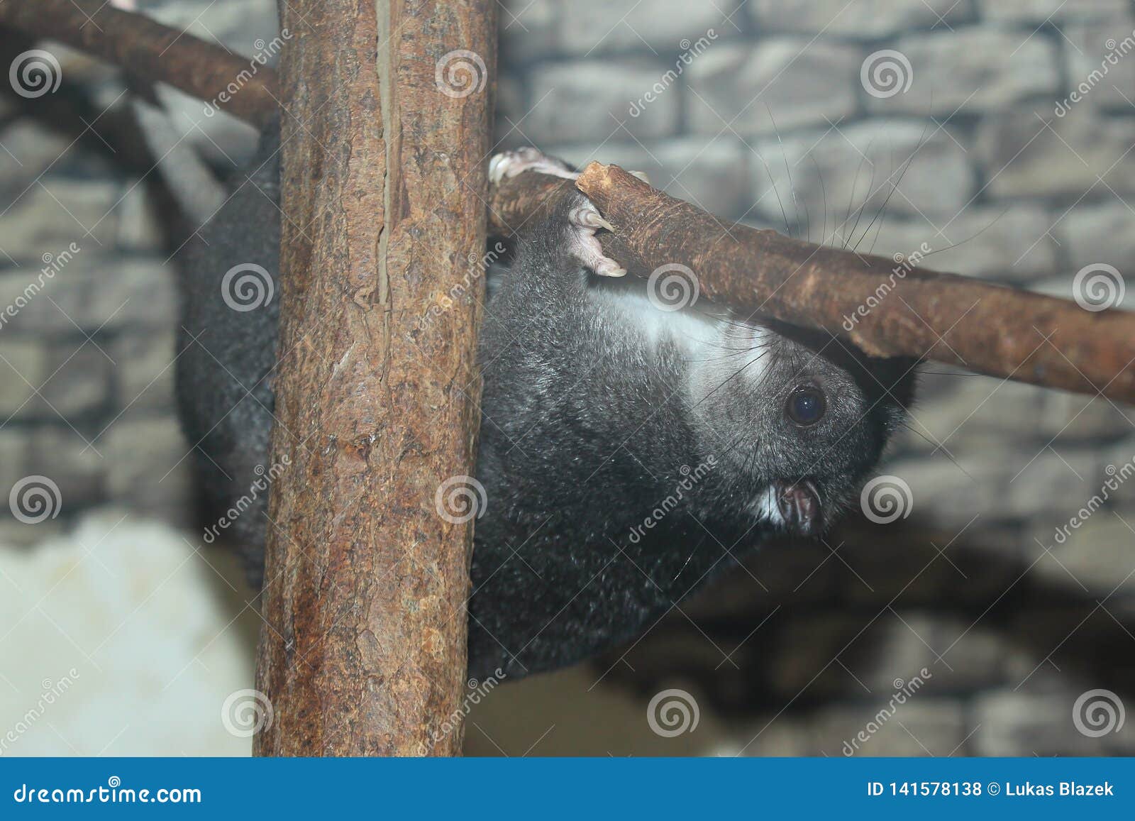 Ground cuscus stock photo. Image of nature, gymnotis - 141578138