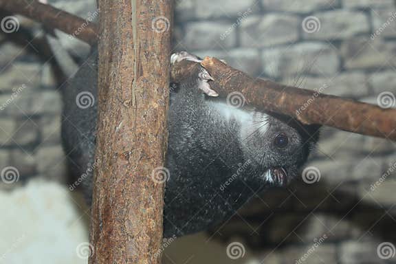 Ground cuscus stock photo. Image of nature, gymnotis - 141578138