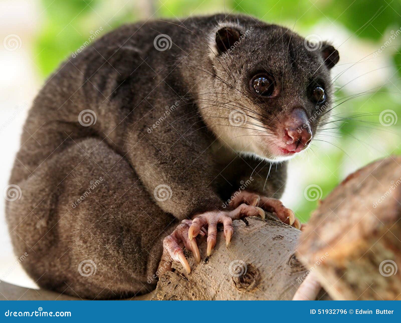 Ground cuscus stock photo. Image of phalanger, forest - 51932796