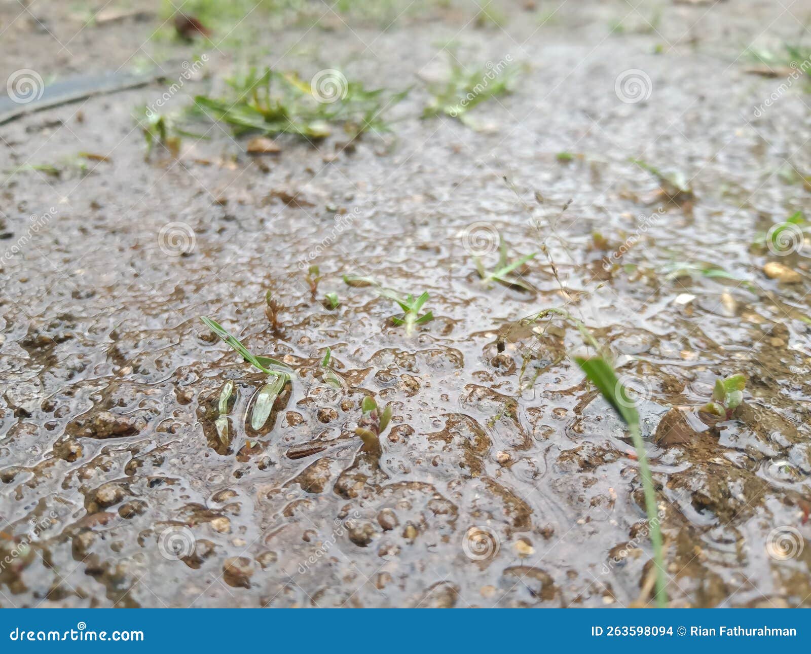 The Ground is Damp and Muddy from the Rain Stock Photo - Image of muddy ...