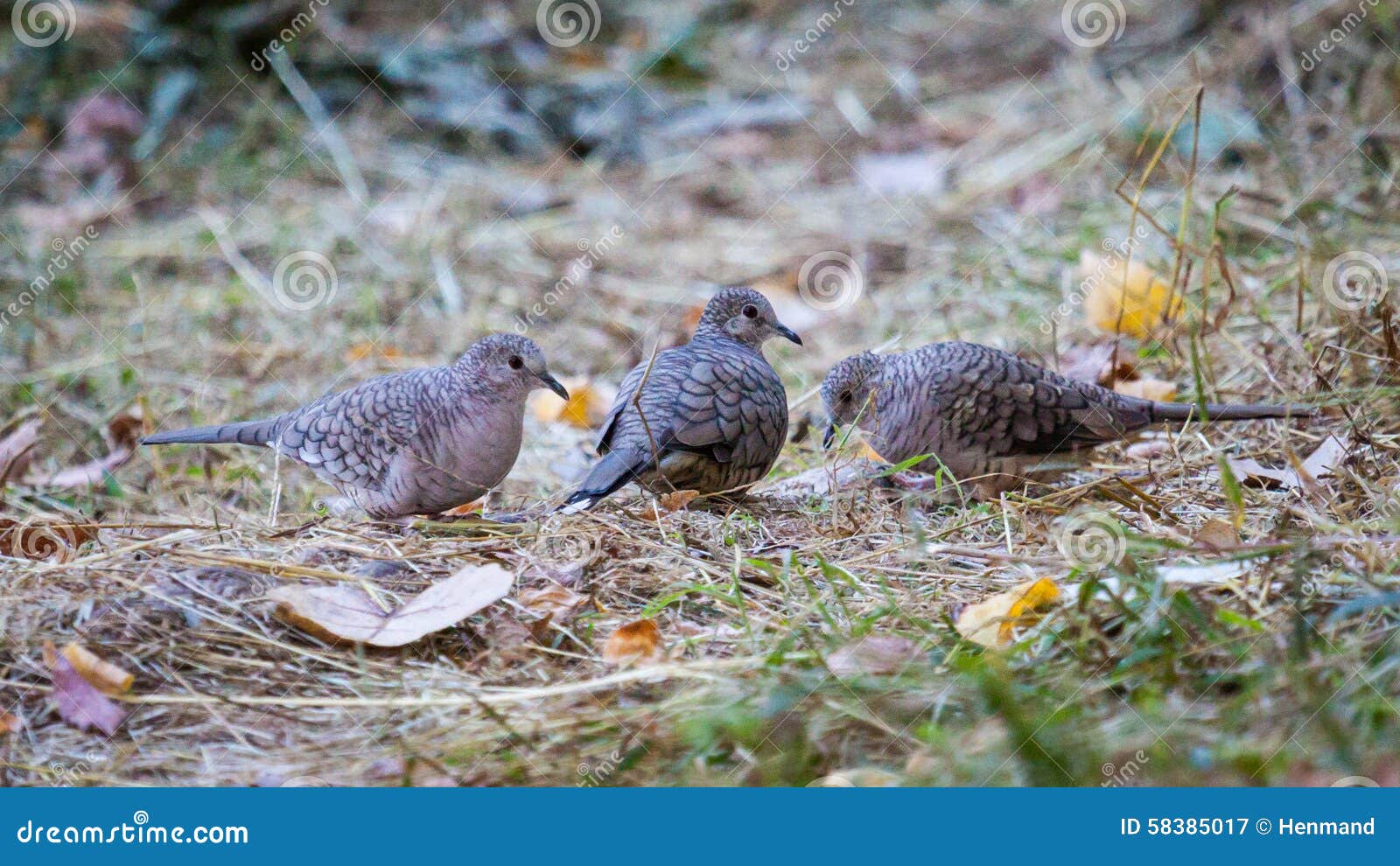 3 Ground Doves Foraging in Texas in the Fall Stock Image - Image of ...