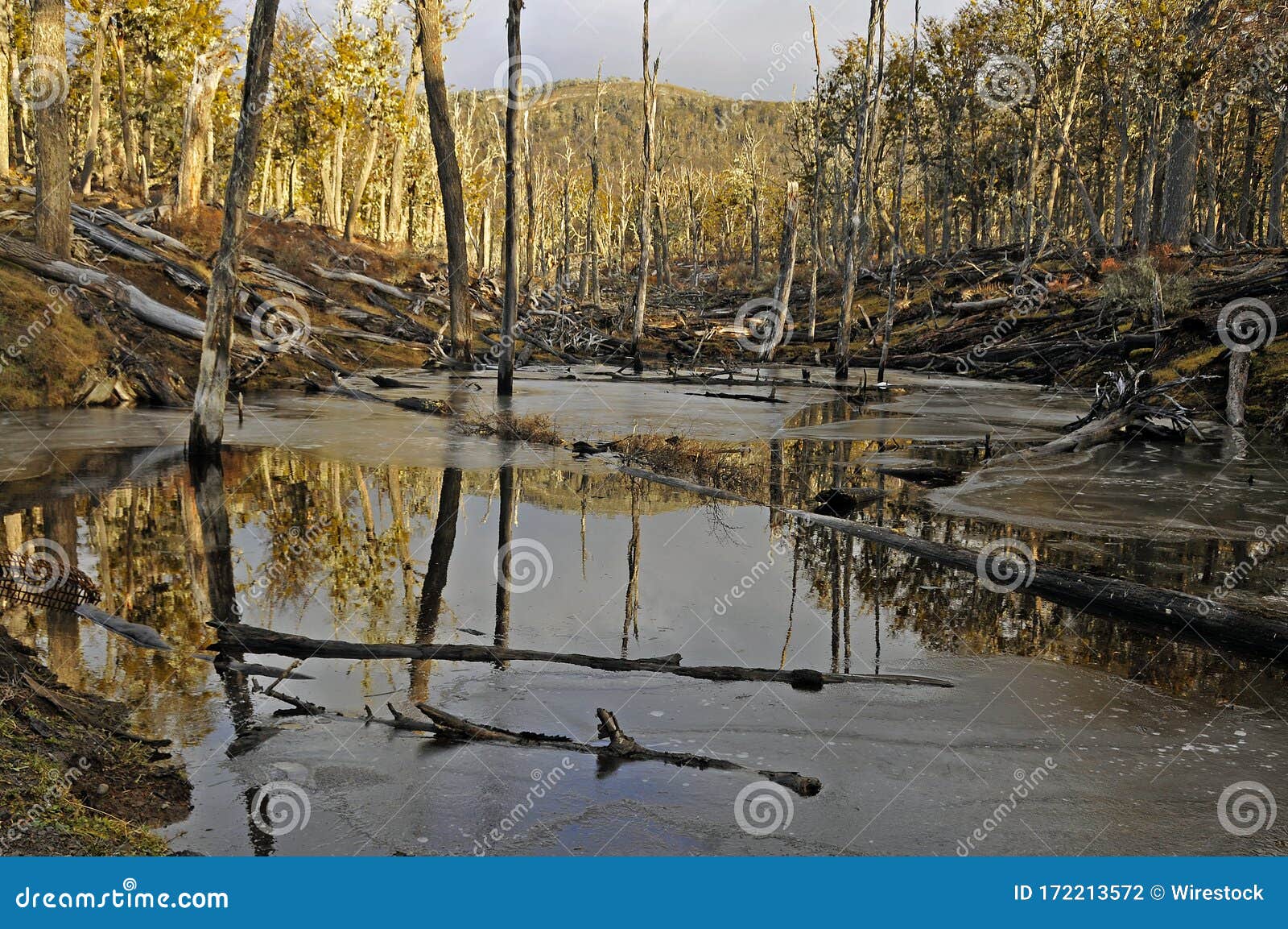 On the Ground and Dried Trees in the Forest Stock Photo - Image of ...