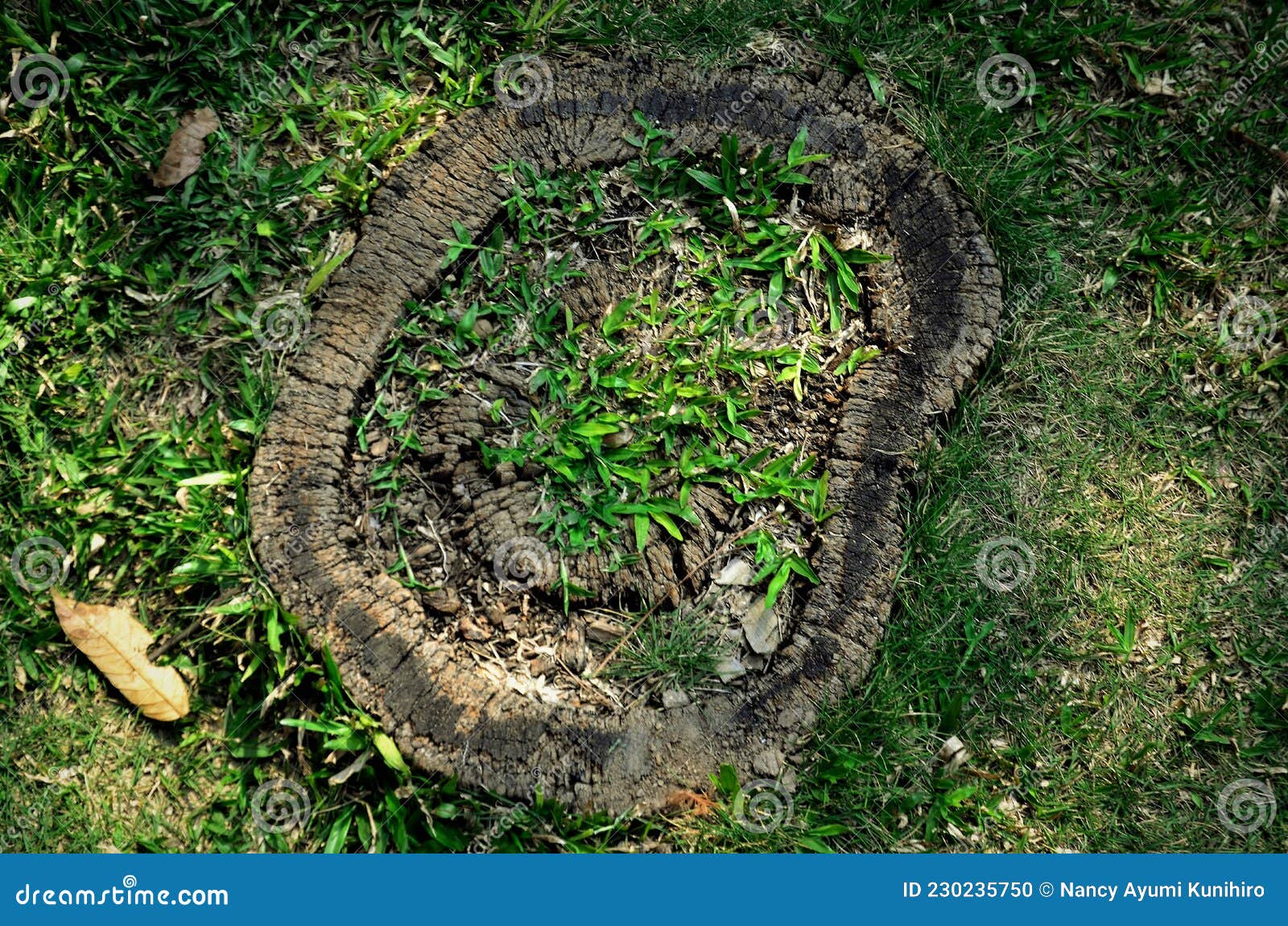 On the Ground a Dry Log in the Middle of the Grass Stock Photo - Image ...