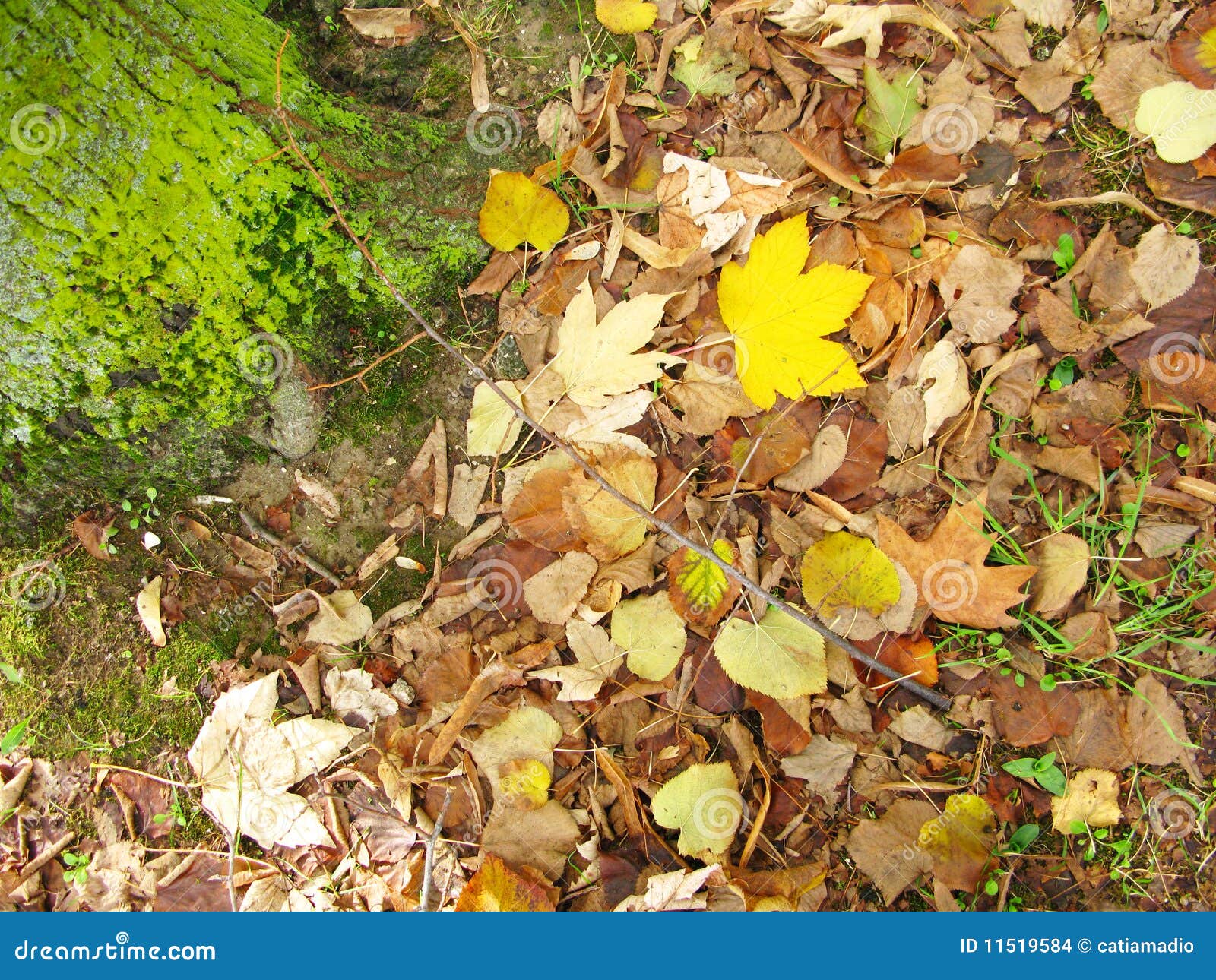 Ground at fall stock photo. Image of moss, leaves, warm - 11519584