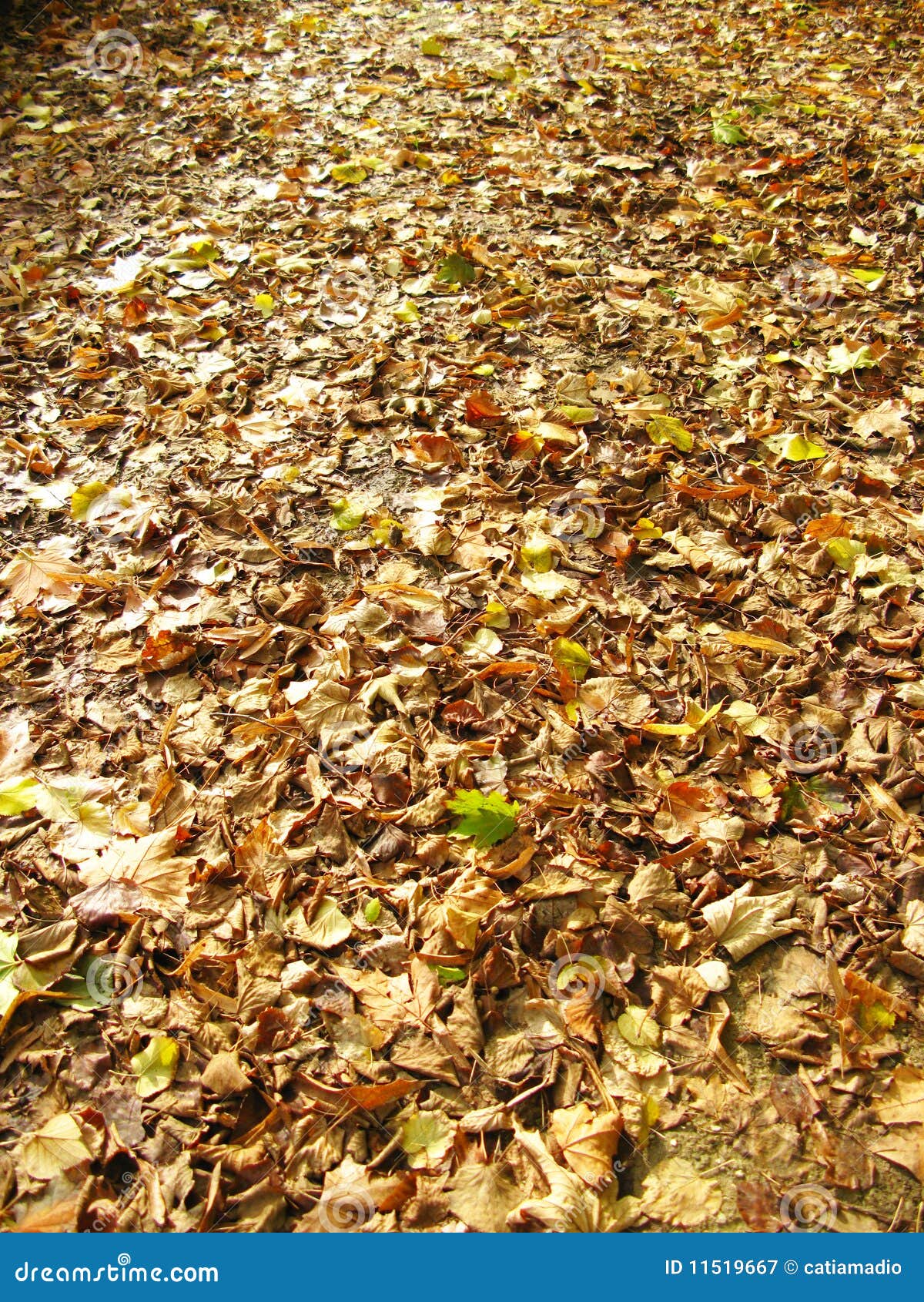 Ground at fall stock image. Image of park, leaf, leaves - 11519667