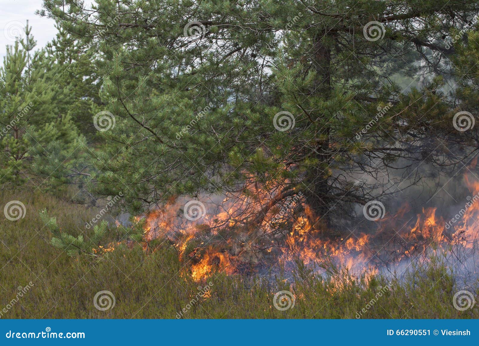 Ground fire under pine stock image. Image of smoke, scots - 66290551