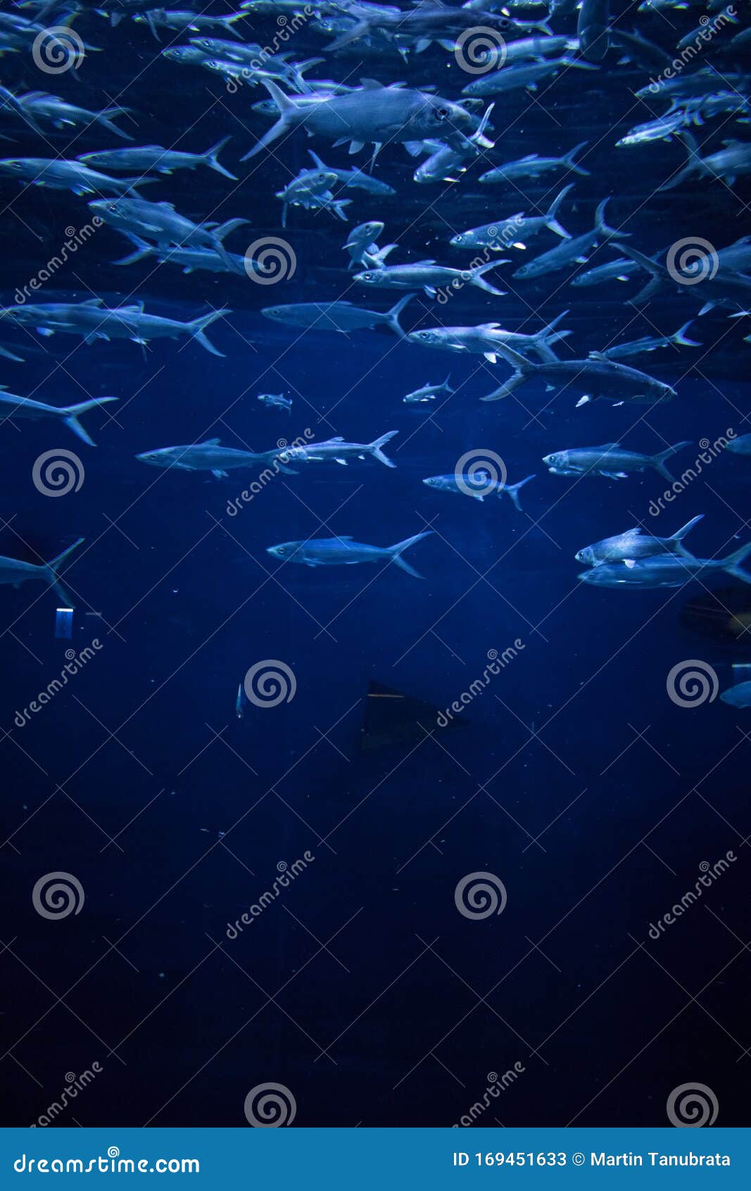 Blue fish stock image. Image of aquatic, wild, fish - 169451633