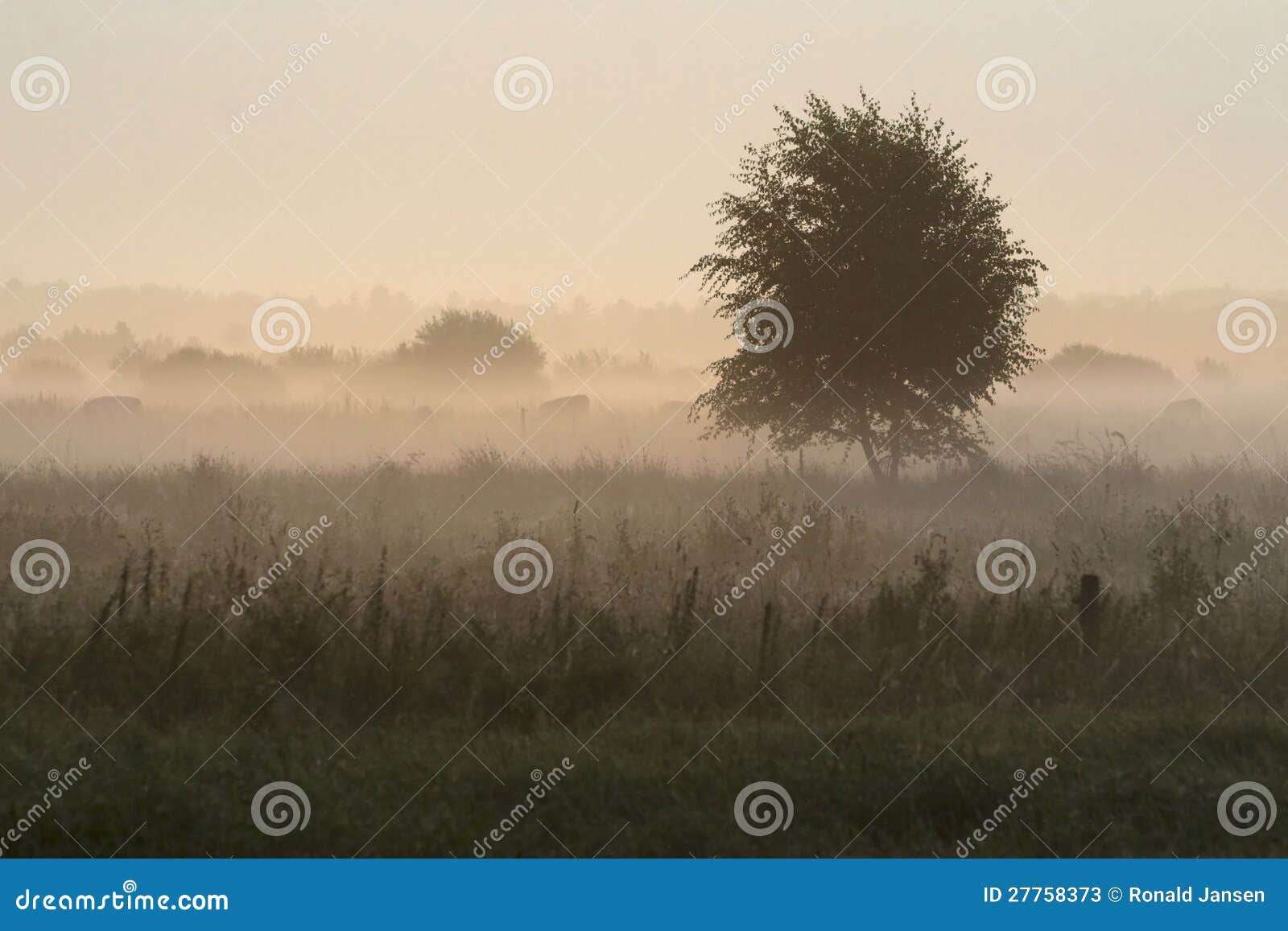 Ground fog stock image. Image of dwingelderveld, moor - 27758373