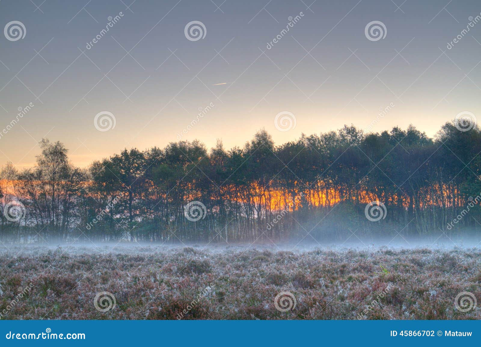Ground fog on heath stock photo. Image of tree, heath - 45866702