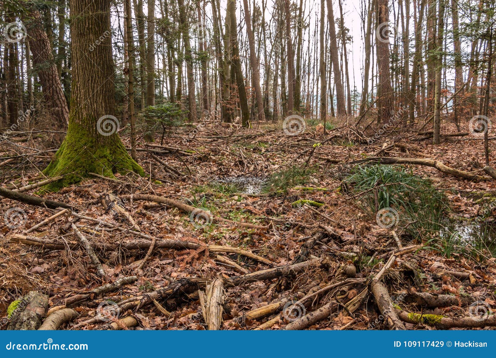 Ground of the Forest after a Big Storm Stock Image - Image of storm ...