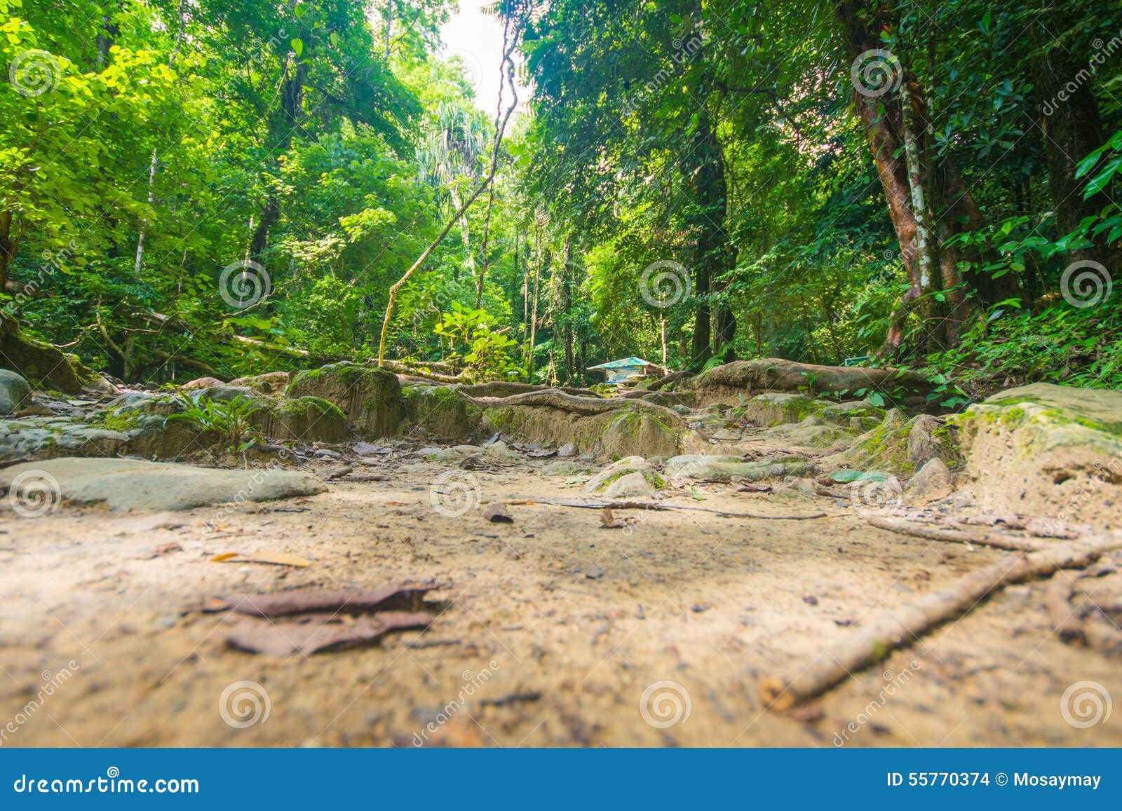 Ground in forest stock photo. Image of ground, green - 55770374