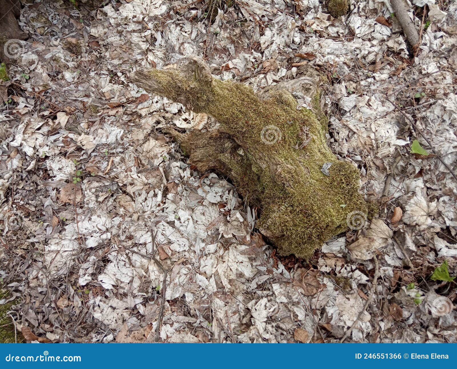 The Root of a Tree Covered with Moss in the Shape of a Bear Stock Photo ...