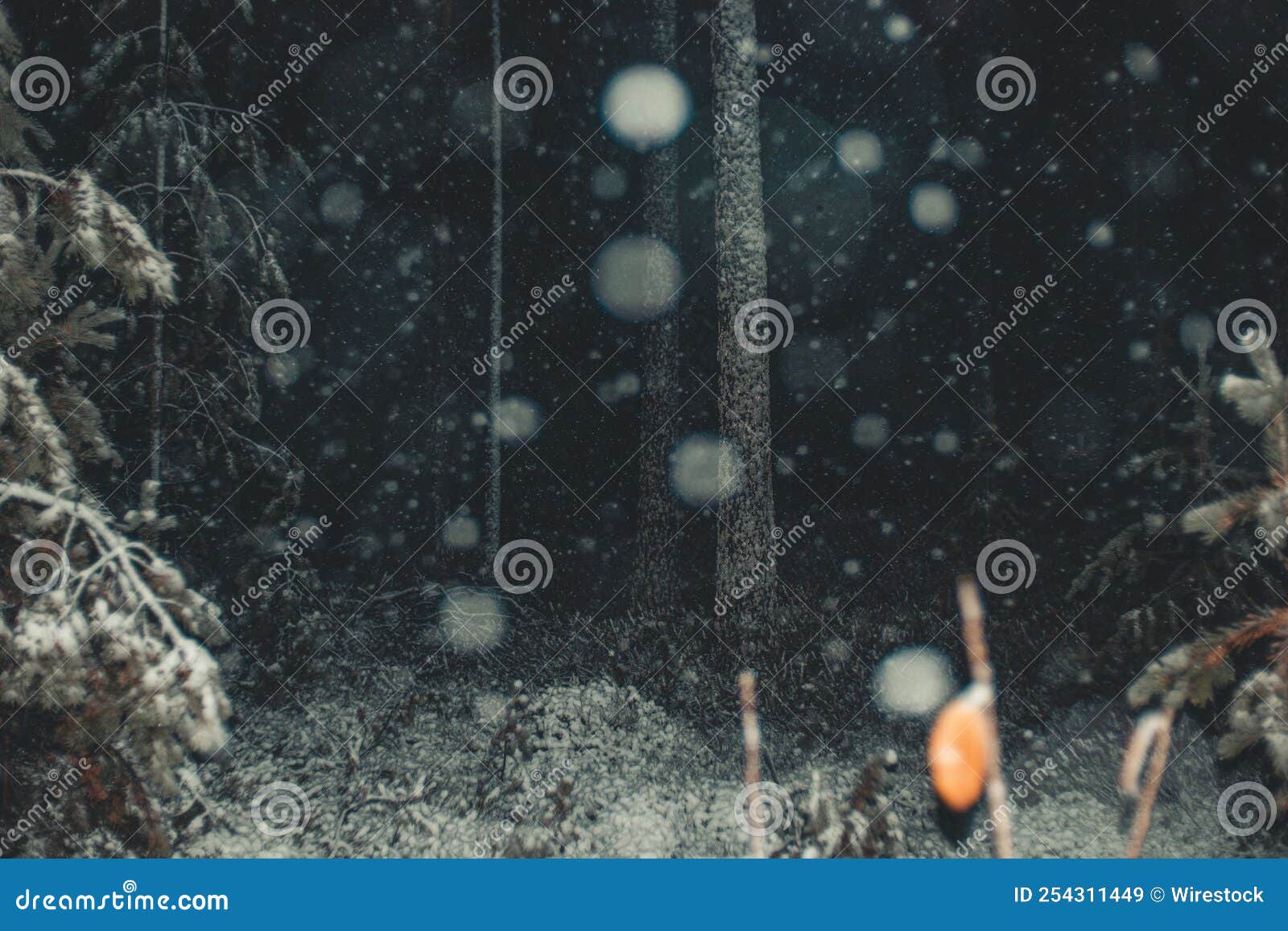 Ground and Forest Covered with Snow during Winter Stock Image - Image ...