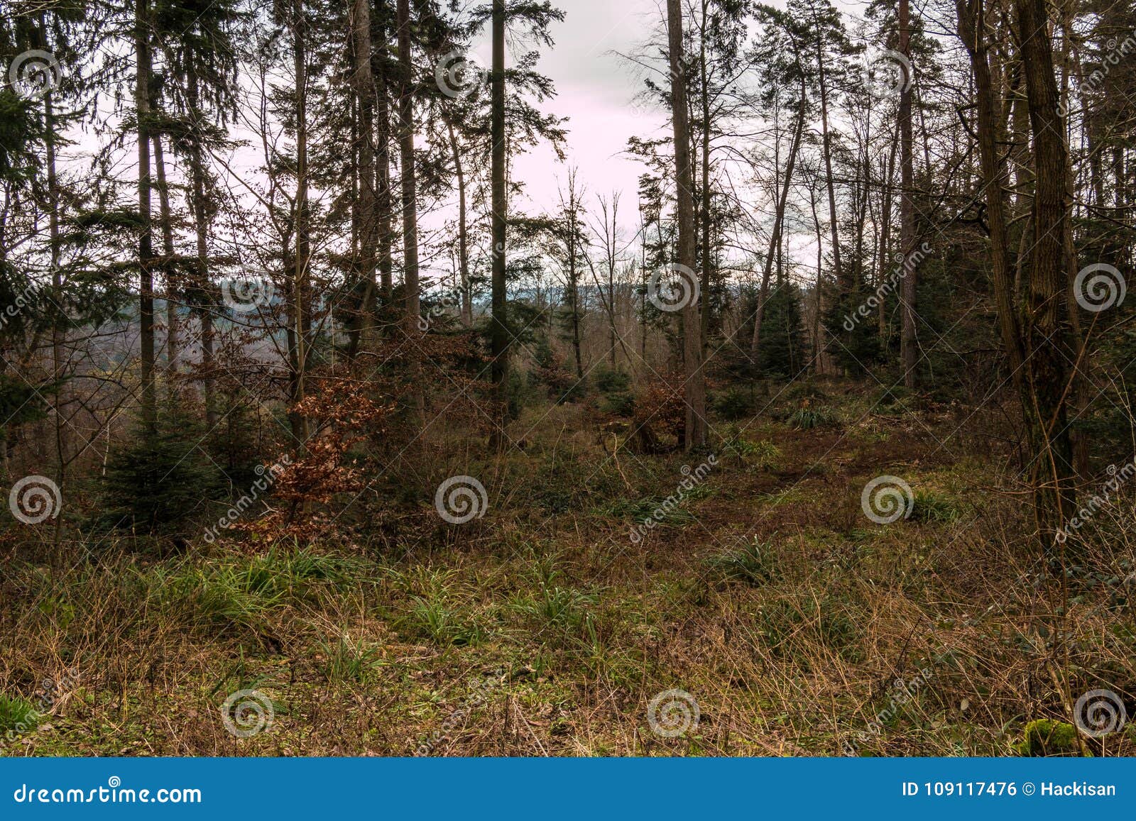 Ground of the Forest and High Trees Stock Photo - Image of forestry ...