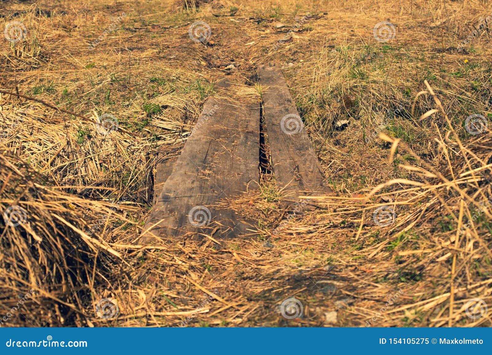 Ground in the Forest. Forest Soil with Grass and Twigs Stock Image ...
