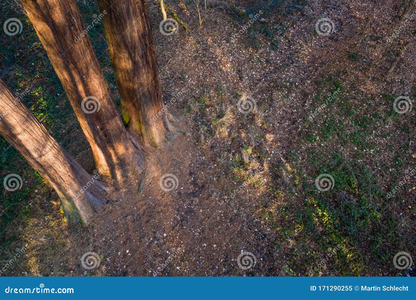 Ground of Forest with Tree Stems Stock Image - Image of wood, tall ...