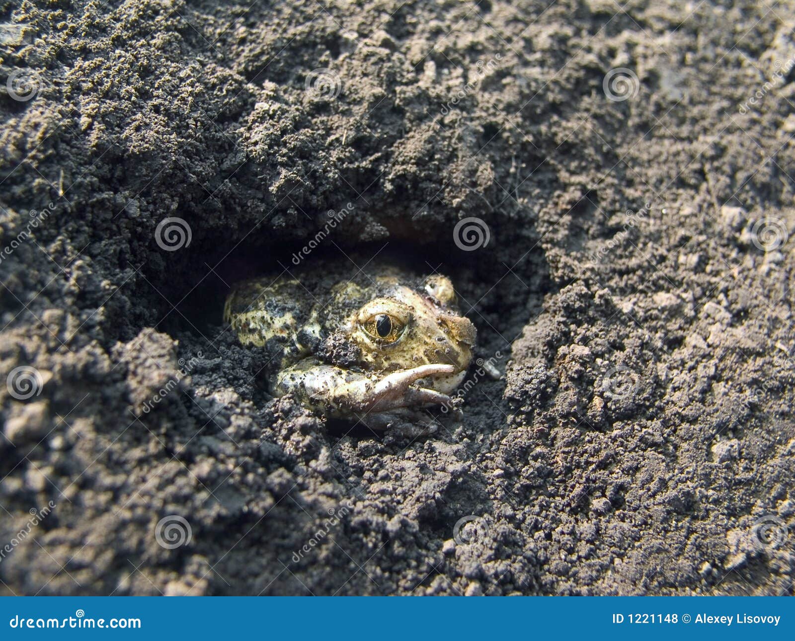 Ground frog 5 stock photo. Image of reptile, pain, animals - 1221148