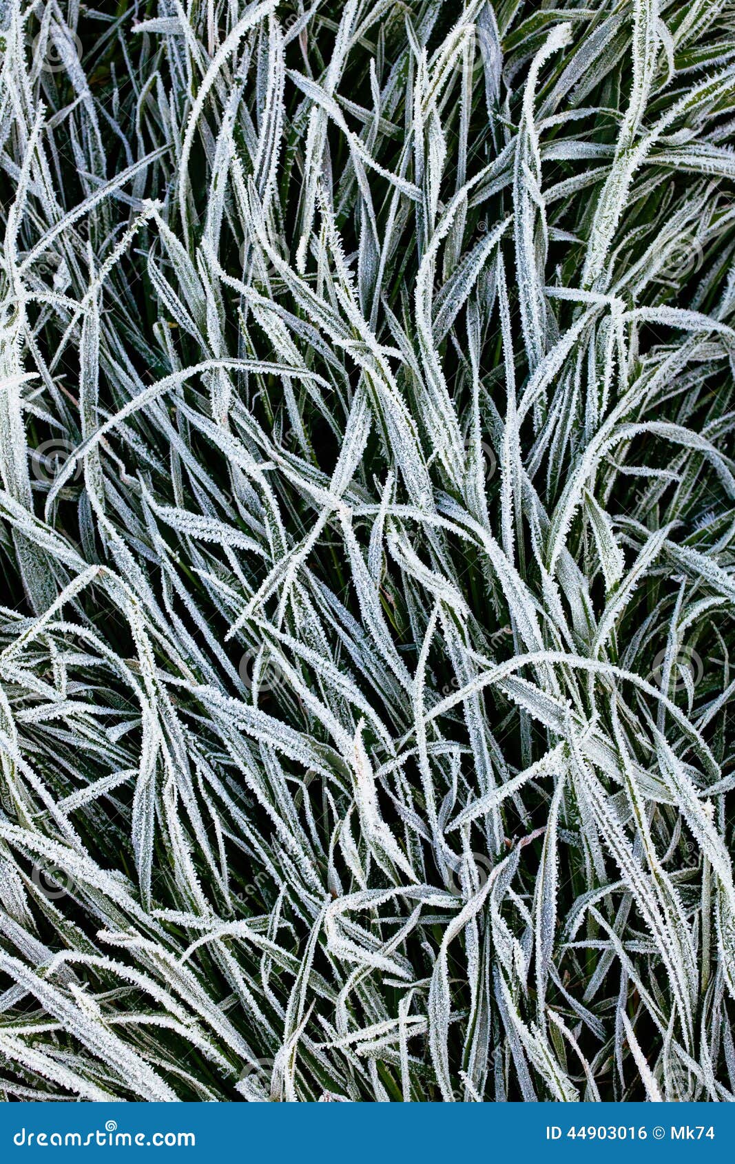 Ground frost stock photo. Image of fall, close, full - 44903016
