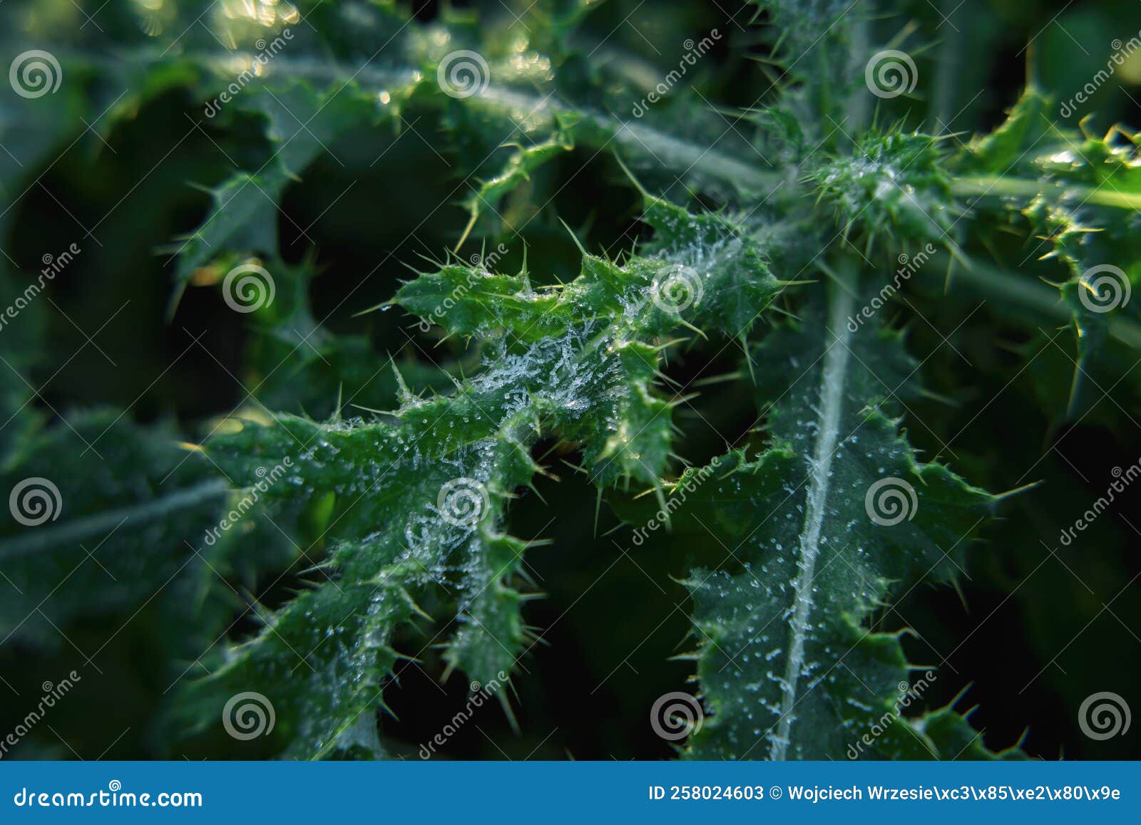 GROUND FROST stock image. Image of field, icily, garden - 258024603