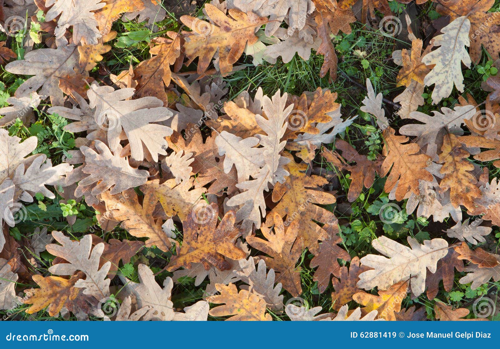 Ground Full of Fallen Oak Leaves Stock Image - Image of decoration ...